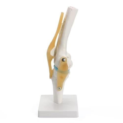Jual anatomi sendi lutut manusia/ anatomy of the human knee joint ...