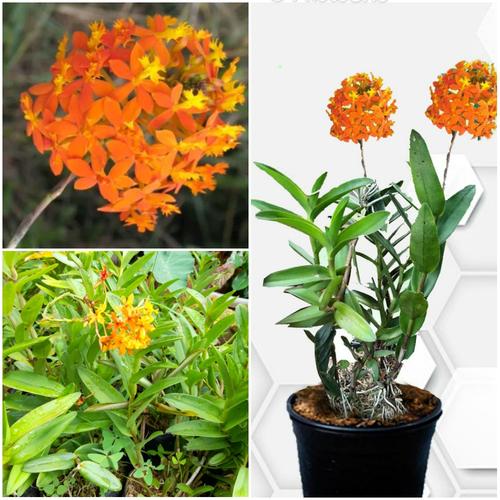 Promo Tanaman Anggrek Tanah Epidendrum Kuning / Yellow Orange ...