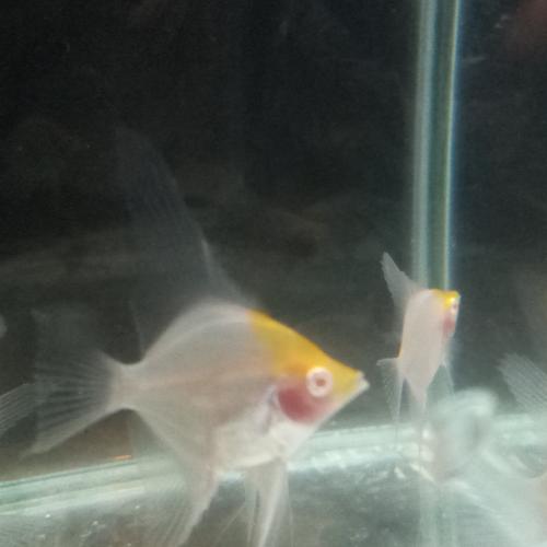 Jual Ikan Manfish Red Cap Albino RCA - Kab. Bogor - Blessing Hobbies ...