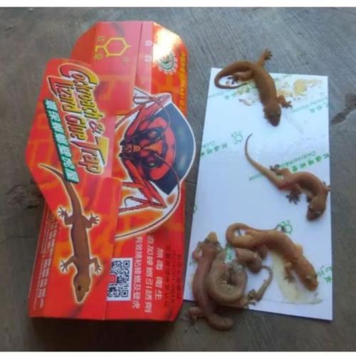 Jual isi 10 pcs- LEM CICAK PALING AMPUH ORIGINAL PRODUK(( ASLI LEM ...