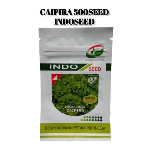 Jual Benih Bibit Selada Caipira Batavia Lettuce Biji Indo Seed ...