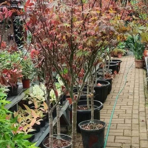 Jual Tanaman pohon red maple/pohon maple - Kab. Bogor - Naufalmandiri ...