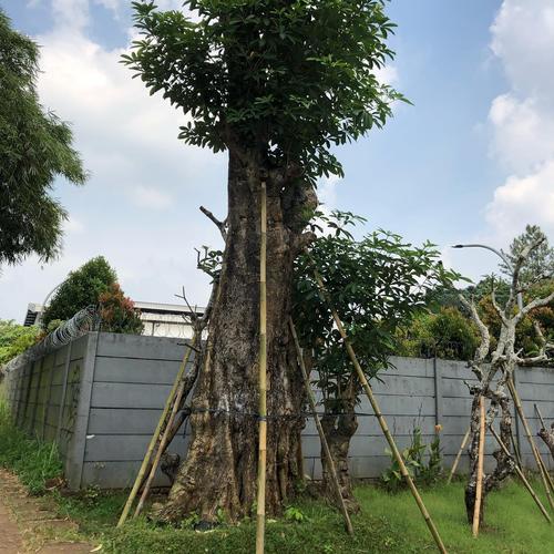 Jual Pohon pule fosil / pohon pelindung peneduh / tanaman pule - Kab ...