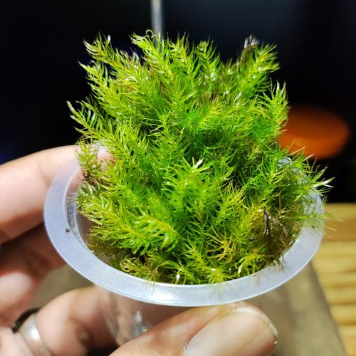Jual forest Moss terrarium dicranum scoparium tanaman terrarium ...