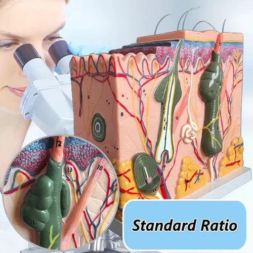 Jual Alat Peraga Struktur Lapisan Kulit Model Kulit Manusia Kulit Torso ...