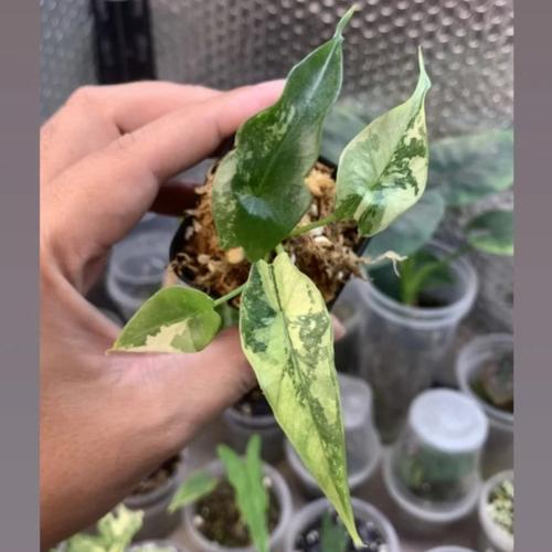 Jual alocasia simpo albo / white variegata 4 daun - aI - Jakarta Barat - Kebun Hijau By Puni ...