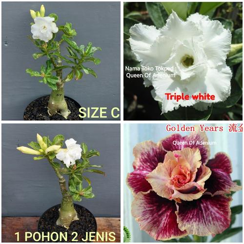 Jual Bunga Adenium Tumpuk 1 POHON 2 JENIS ID TRIPLE WHITE & GOLDEN YEAR ...