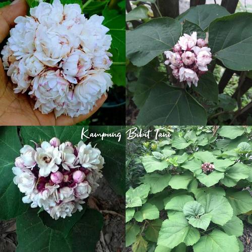 Jual TANAMAN BUNGA MELATI MENUR - Kab. Kediri - Kampung Bibit Tani ...