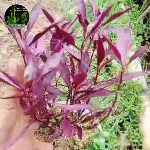 Jual Tanaman Hias Erfah | Erpa Merah | Tanaman Area Samping Taman ...