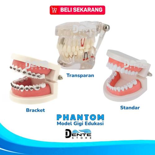 Jual DENTAL PHANTOM MODEL GIGI / STUDY EDUKASI RAHANG GIGI - Polos ...