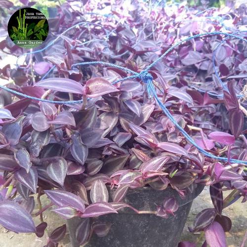 Jual Tanaman Hias Gantung Gewor Silver | Tanaman Merambat | Anza Garden ...