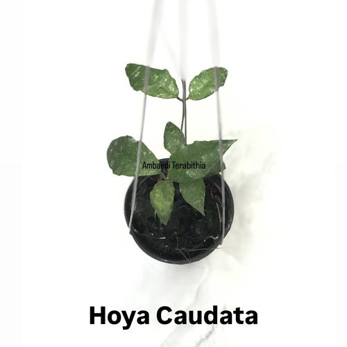 Jual HOYA CAUDATA TANAMAN HIAS/BUNGA COCOK UNTUK DIGANTUNG/INDOOR ...