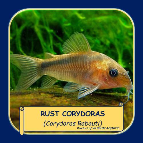 Jual IKAN HIAS AIR TAWAR - CORYDORAS RABAUTI / CORYDORAS RUST - Jakarta ...