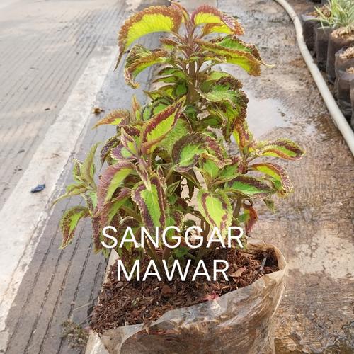 Jual Tanaman hias Miyana Variegata Parigata pohon Miyana variegata ...