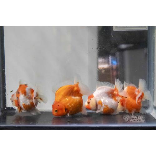 Jual Ikan Mas Koki Oranda Short Tail OST Jambul All Varian Variant ...