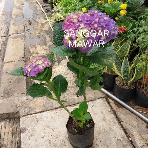 Jual Tanaman panca warna bunga panca warna pohon panca warna tanaman ...