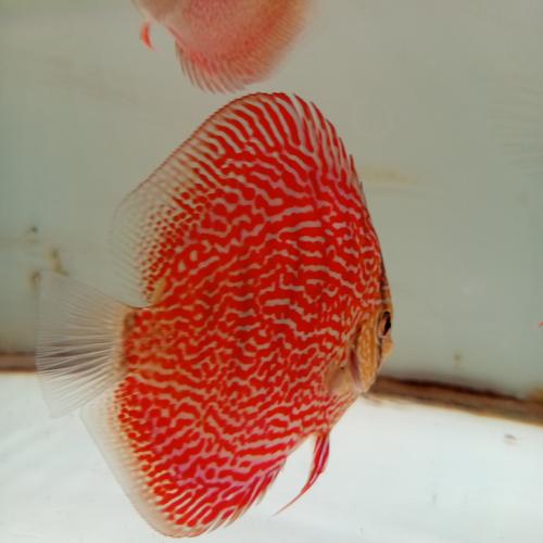 Jual ikan discus red leopard sakura 4 in up - Kota Bekasi - Harga jaya ...