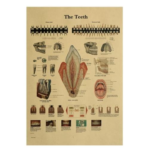 Jual Poster Gigi | Chart Gigi | Poster Anatomy Gigi - Jakarta Timur ...
