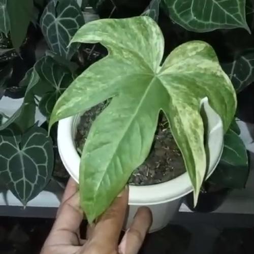 Jual anthurium pedatoradiatum variegata 2 daun medium - bb - Jakarta Barat - Kebun Hijau By Puni ...