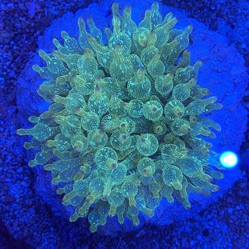 Jual Anemon sunburst 2 (air laut) - Jakarta Timur - Lagoon Aquatics ...