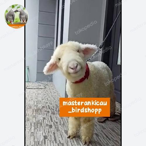 Jual kambing domba merino anakan imut unik jinak total mewah langka ...