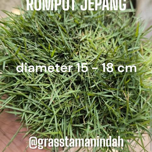 Jual PROMO 1 LEMPENG RUMPUT PEKING JEPANG HIDUP UKURAN DIAMETER 15-18 ...
