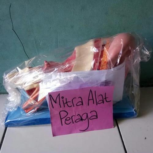 Jual TORSO TELINGA model telinga alat peraga biologi - Jakarta Selatan ...