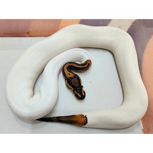 Jual Ball Python Yellow Belly Pied Female - Kab. Bandung Barat ...