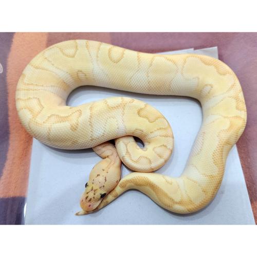 Jual Ball Python Banana Enchi Pastel Clown Female - Kab. Bandung Barat ...