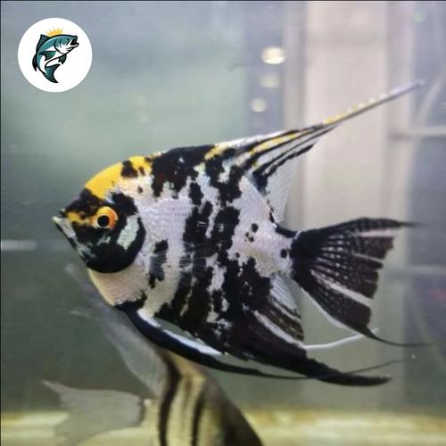 Jual Manfish Tricolor Slayer / Manfish Tricolour Slayer / Pterophyllum ...