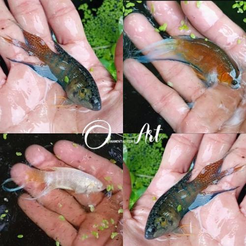 Promo PARADISE MACROPODUS OPERCULARIS (CUPANG PURBA) - Hijau Tiger ...