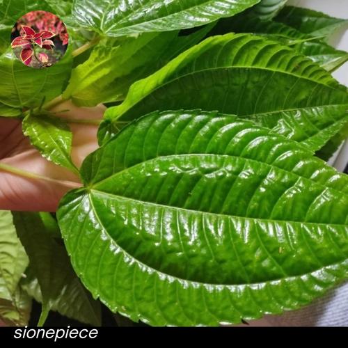 Jual Daun Lalapan Pohpohan Segar/Lalalapan Pohpohan Segar 500Gram ...