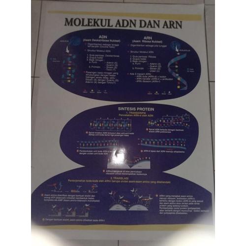 Jual CARTA MOLEKUL DNA DAN RNA // POSTER MOLEKUL DNA DAN RNA // GAMBAR ...
