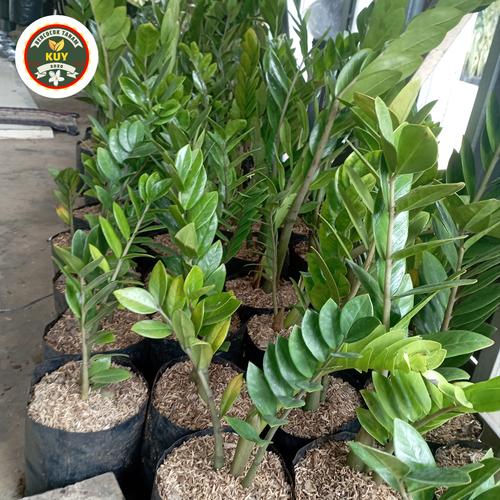 Jual Tanaman Hias Zamia Dolar Tanaman Jamia Dolar - Kab. Bogor ...