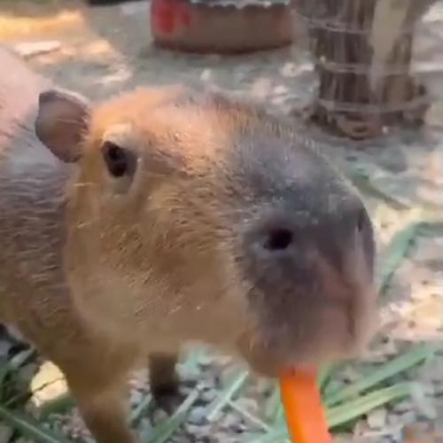 Jual Capibara Capybara Kapibara usia 5bulan 120jt/ekor - Kota Depok ...