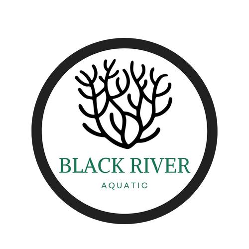 Jual Pleco L024 Red Fin Cactus - Kota Tangerang - Black River Aquatic ...