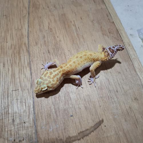 Promo Leopard Gecko Male Calon Indukan - Raptor Ruby Eye - Dewasa Adult ...