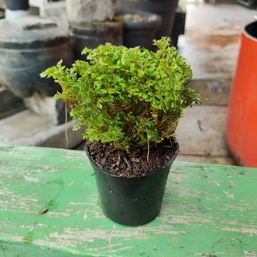 Jual selaginella apoda lumut ambon,tanaman terrarium paludarium ...