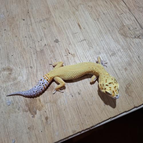 Promo Leopard Gecko Indukan Female - Lemon Frost Patty het Eclipse ...