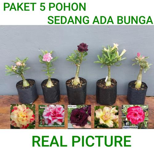 Jual Bunga Adenium Paket 5 POHON BERBEDA JENIS SEDANG BUNGA / KUNCUP ...