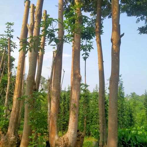 Jual pohon pule putih grouping 4-5 meter | pohon pulai putih - Kab ...