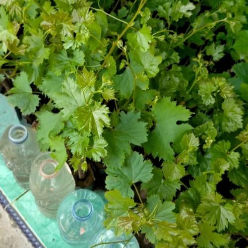 Jual bibit tanaman anggur transfiguration grafting - Kota Bogor - Agro ...