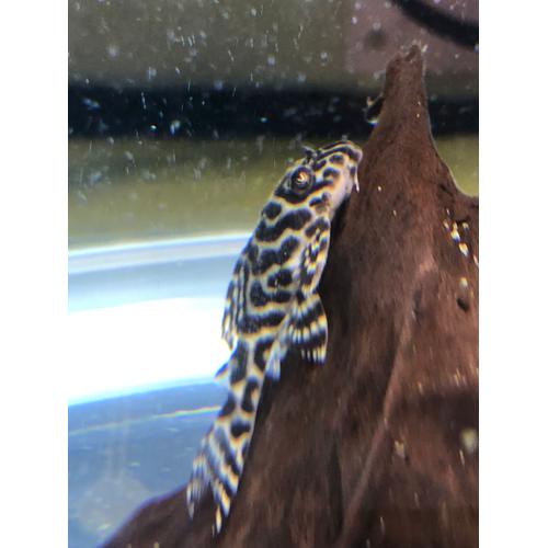 Jual PLECO L333 KING TIGER PLECO - Jakarta Barat - CUNCUN PETSHOP ...