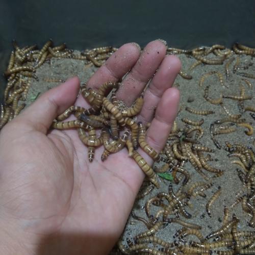 Jual ULET JERMAN HIDUP 500 GRAM PAKAN IKAN ARWANA PAKAN BURUNG PAKAN ...