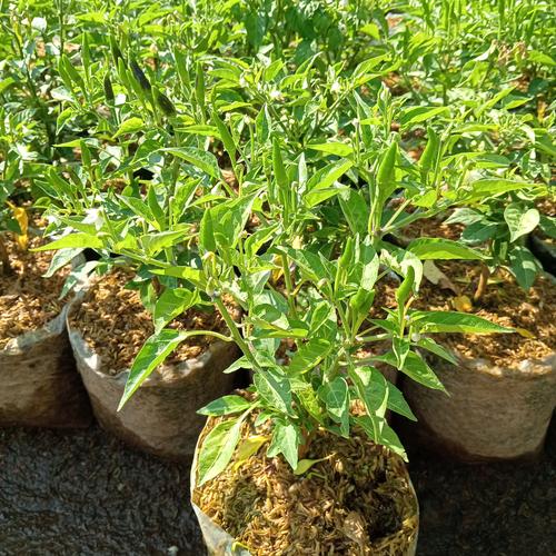Jual Tanaman cabe rawit,pohon cabe rawit beli lima geratis satu - Kab ...