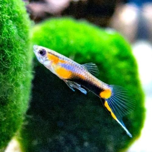Jual ikan guppy French Blue Star Endler Livebearer (Poecilia wingei ...