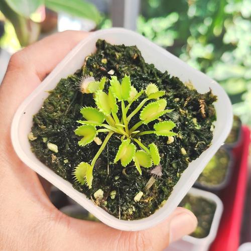 Promo VFT venus flytrap Chinese Dumpling tanaman karnivora pemakan serangga - M - Kota Semarang ...