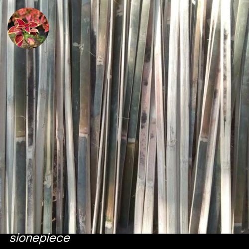 Jual Bambu Ajir Panjang 100cm Diameter 2cm Arku Layangan Panjang ...