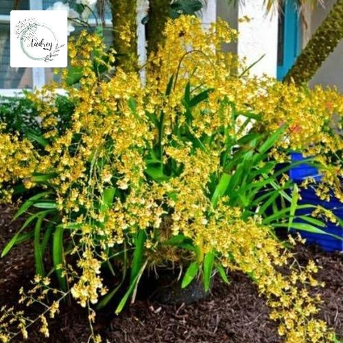 Jual Tanaman hias anggrek golden shower - Pohon anggrek kuning - Kota ...