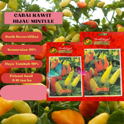 Jual Bibit Cabe Rawit Putih MINTULE 5 gram - Benih Unggul Cabai Rawit ...